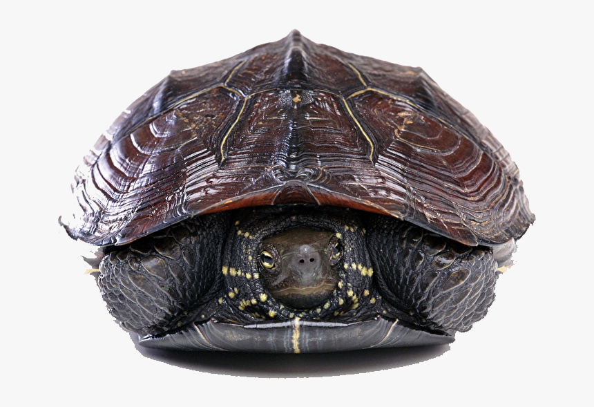 Turtle Png Free Download - Turtle, Transparent Png - kindpng