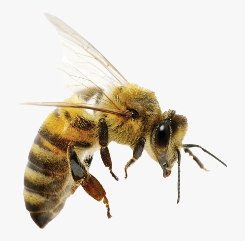 Bee Queen Png Flying Photo, Transparent Png - kindpng