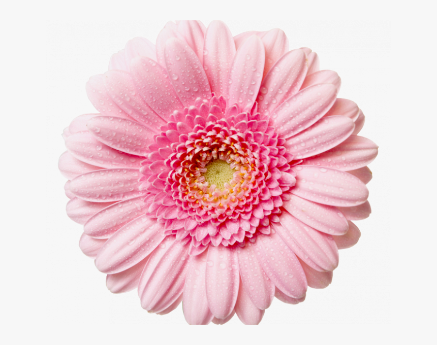 Pink Flower Transparent Background , Png Download, Png Download - kindpng