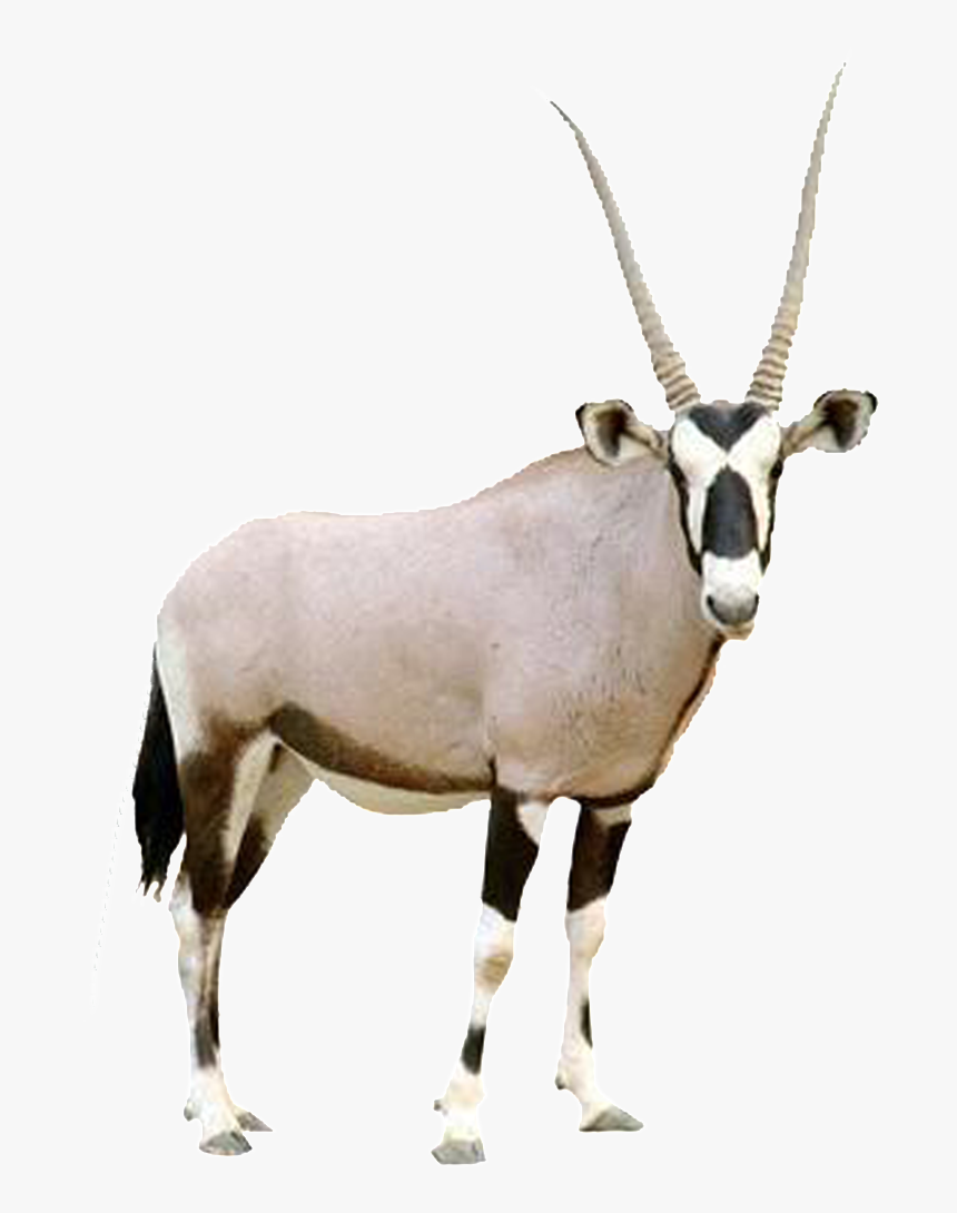 Hd Beautiful Tibetan Antelope Static Png, Transparent Png - kindpng
