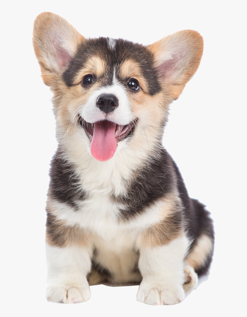 Corgi Png, Transparent Png - kindpng
