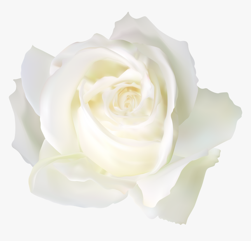White Rose Png-, Transparent Png - kindpng