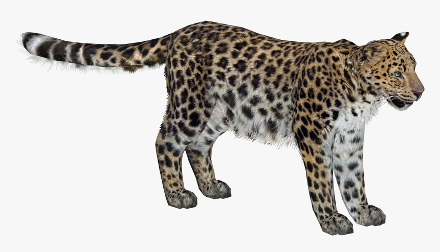Leopard Png, Transparent Png - kindpng