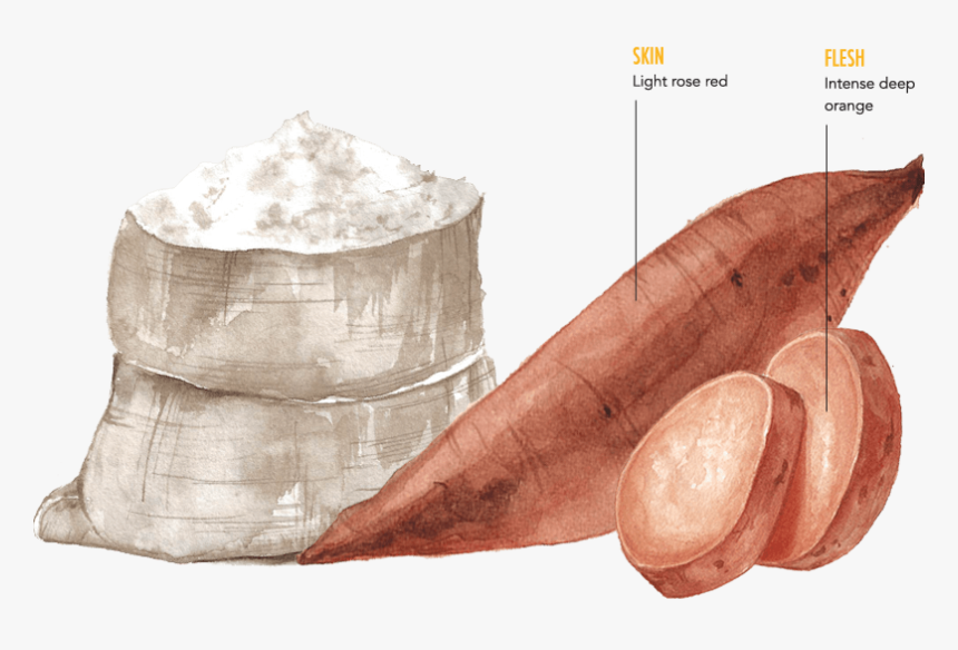 Yacón, HD Png Download - kindpng