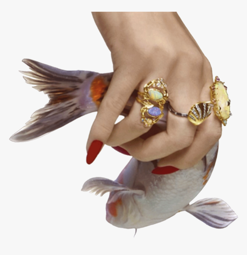 Fish With Hand Png, Transparent Png - kindpng