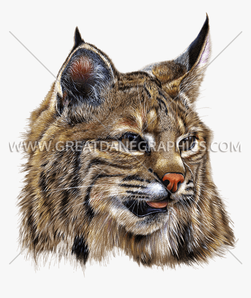 Bobcat Png, Transparent Png - kindpng