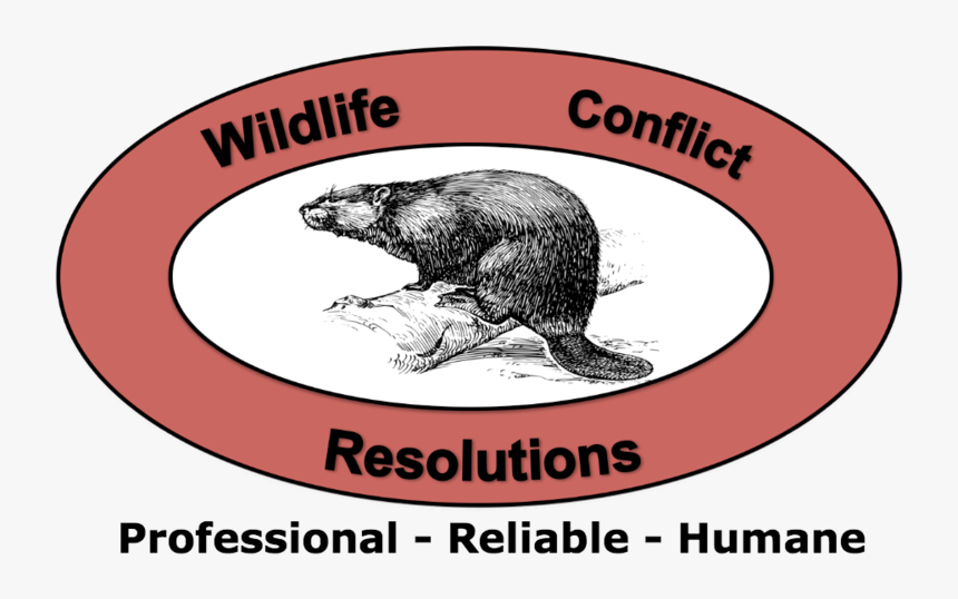 Groundhog Png, Transparent Png - kindpng