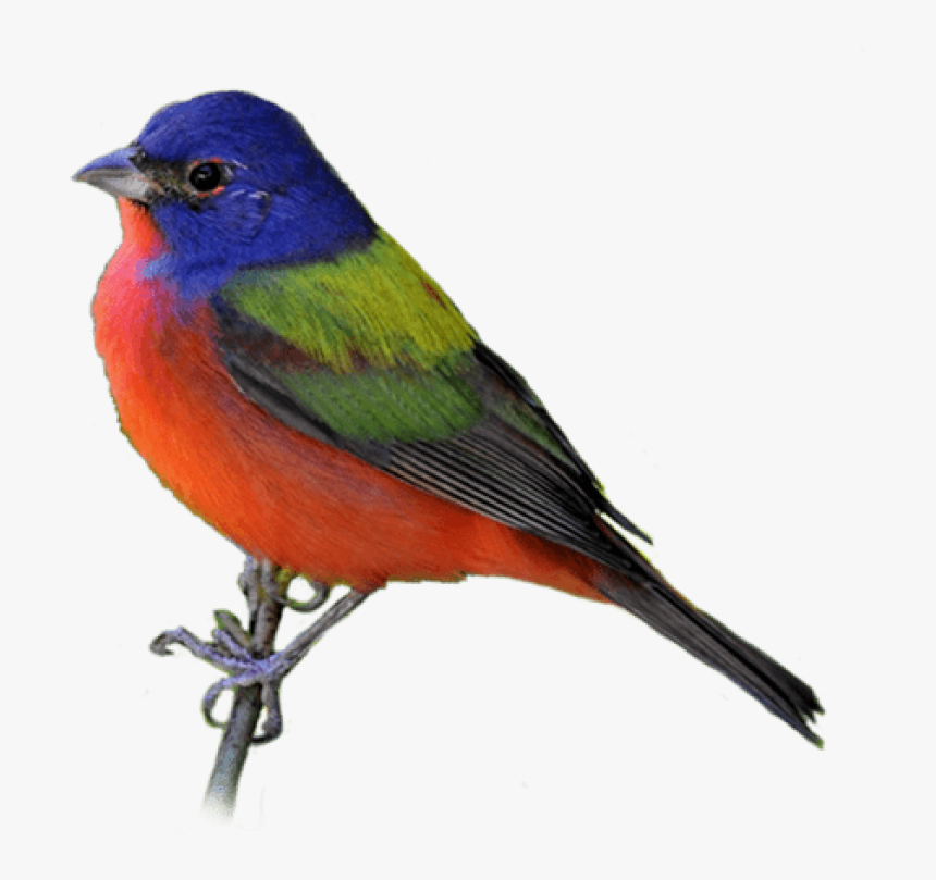 Koyal Png, Transparent Png - kindpng