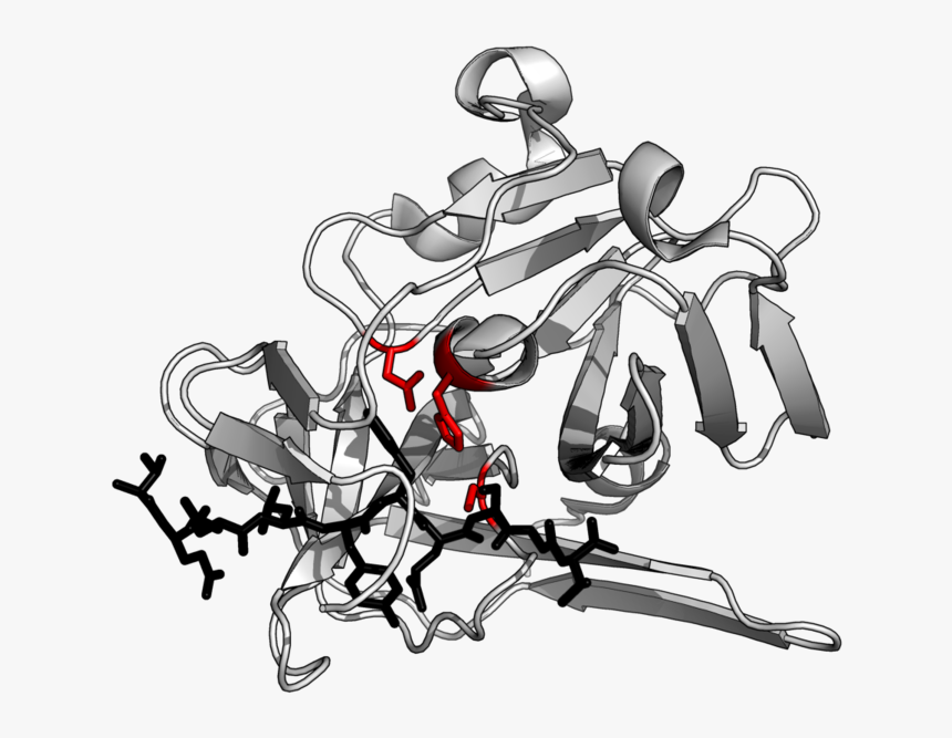 Tev Protease Summary - Tev Protease Active Site, HD Png Download - kindpng