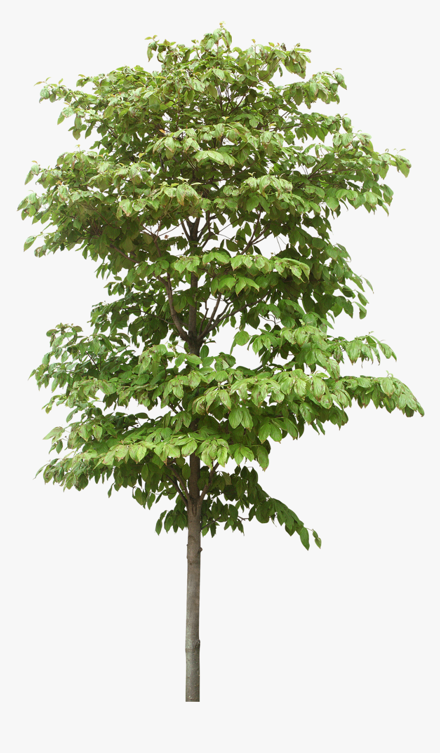 Watercolor Trees Png, Transparent Png - kindpng