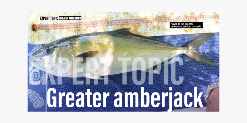 Towergate Insurance, HD Png Download - kindpng