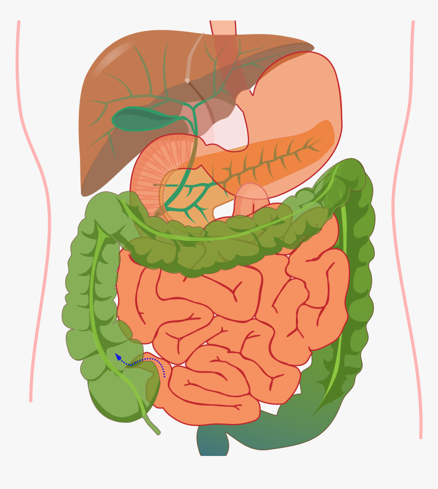 Human Digestive System Diagram Without Labels Human Digestive System Diagram Without Labels