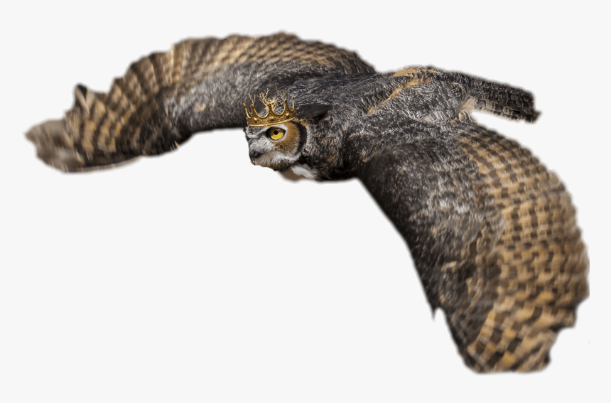 Buzzard, HD Png Download - kindpng