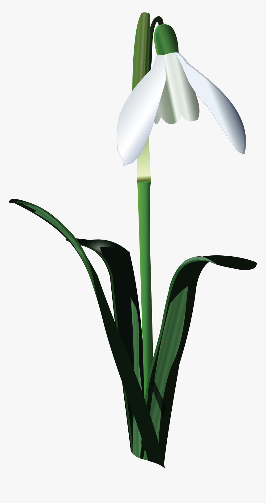 Snowbell Flower Art Vector , Png Download - Snowbell Flower Png ...