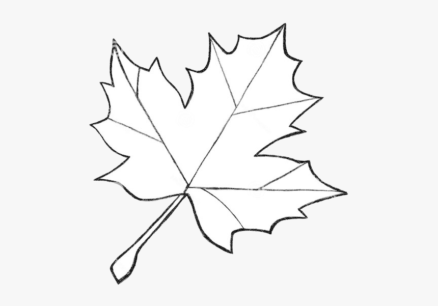 Leaf Outline Clipart Royalty Free Differnt Sizes Rr Fall Leaf Drawing 