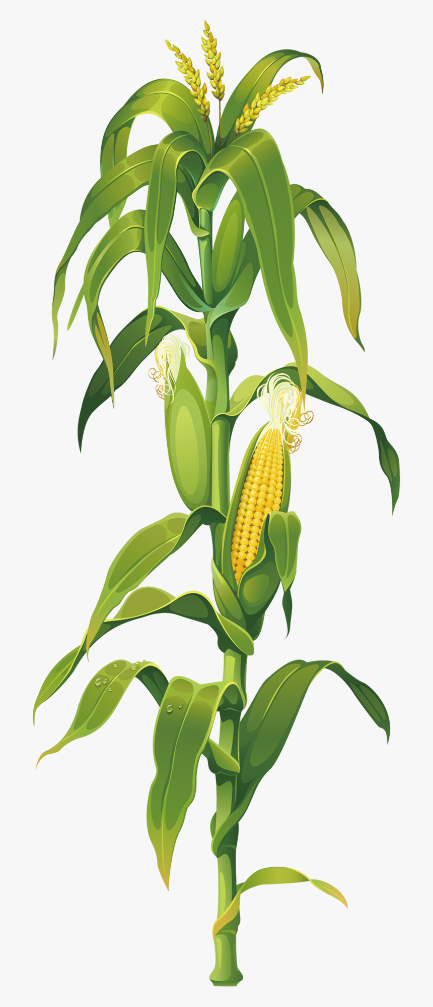 How To Draw Corn Crops Pichidesing
